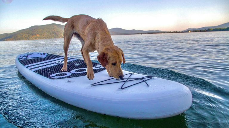 Paddle Boarding With Your Dog: The Ultimate Guide