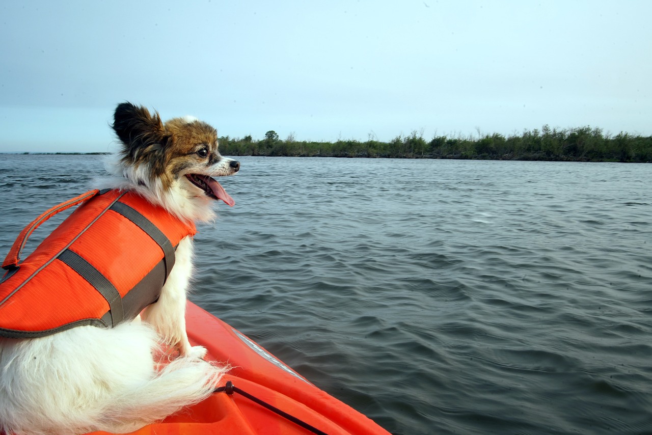 Kayaking With Dog Seats: How to Kayak With a Dog Platform