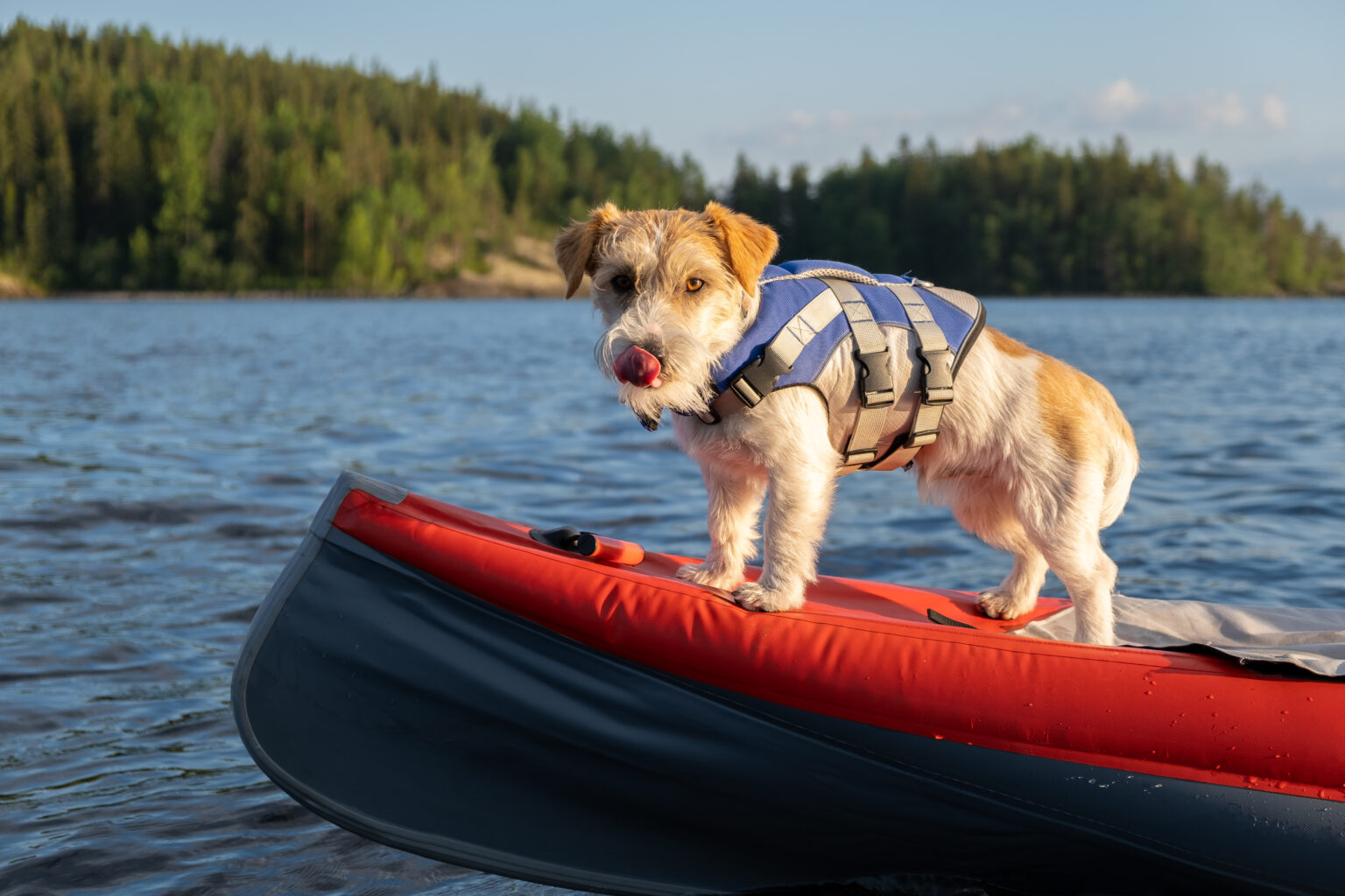 Kayaking With Dog Seats: How to Kayak With a Dog Platform